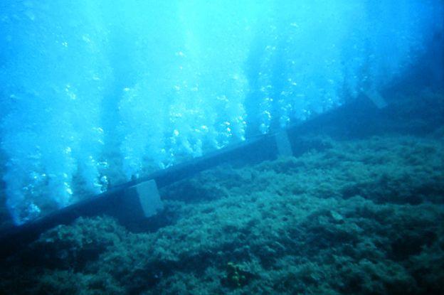 Bubble curtains announced to protect cuttlefish site | Biodiversity ...