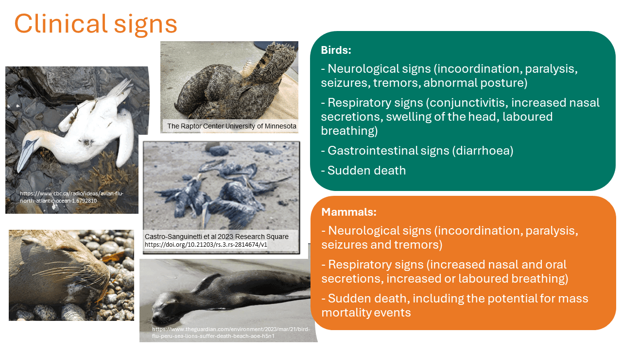 Insights from our bird flu webinar | Biodiversity Council Australia