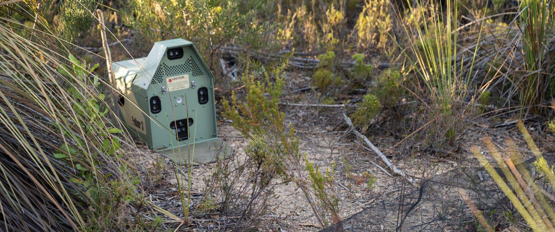 How to have your say on Victoria’s draft Cat Management Strategy ...