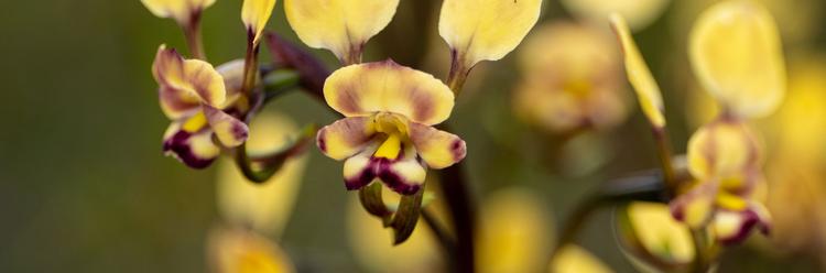 Professor Gretta Pecl | Biodiversity Council Australia