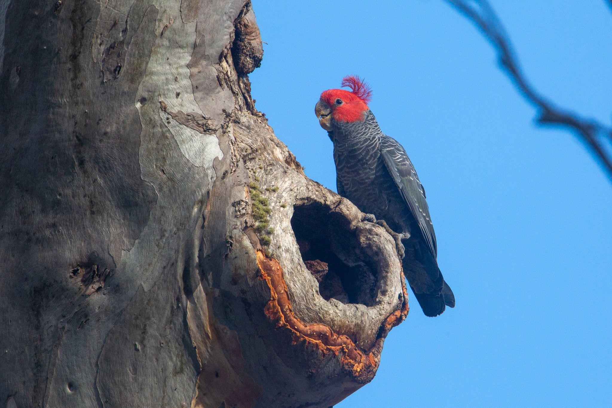 Biodiversity Council Australia