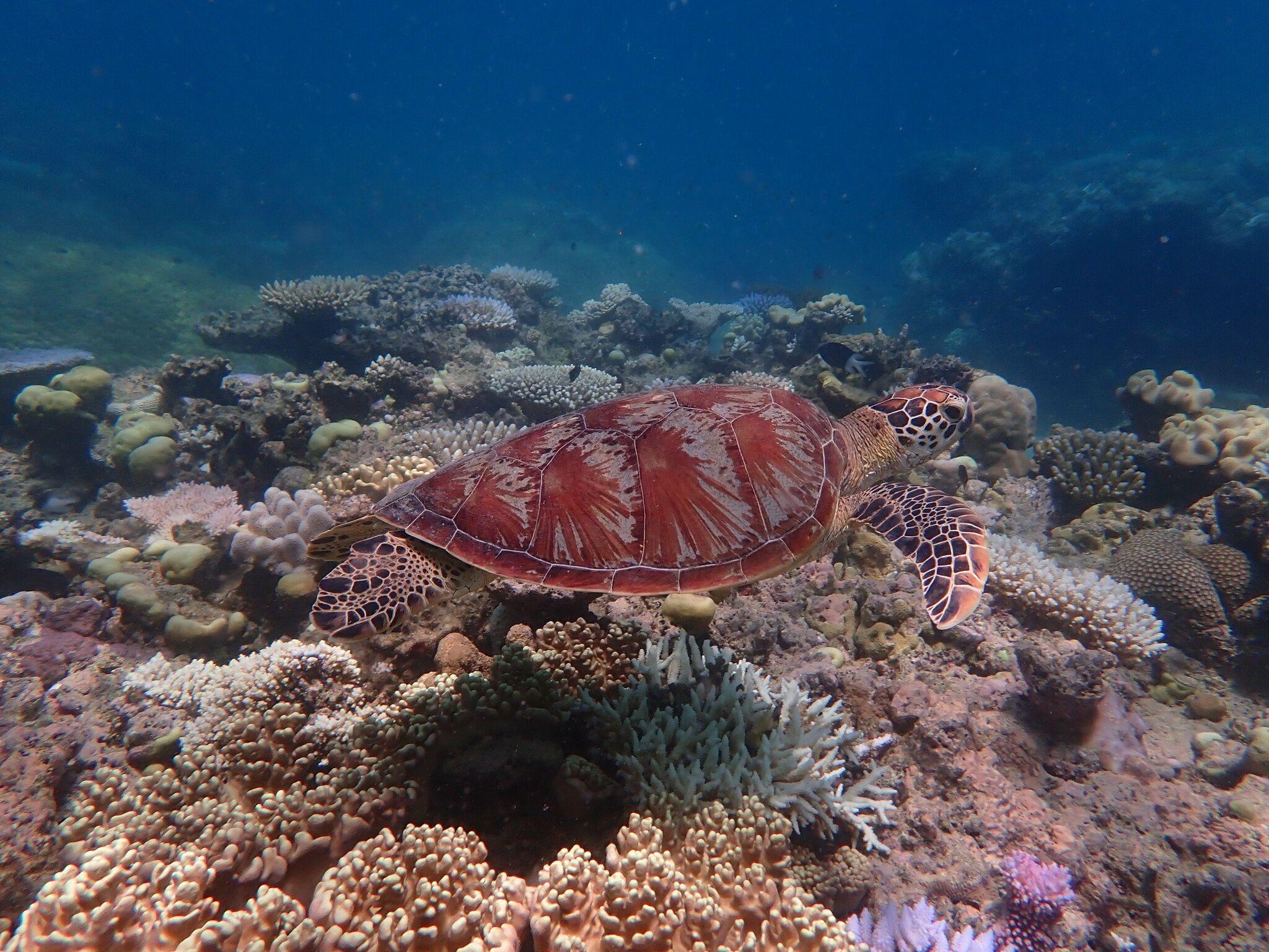 Federal funding to hit the ground in coastal habitats of the Great ...