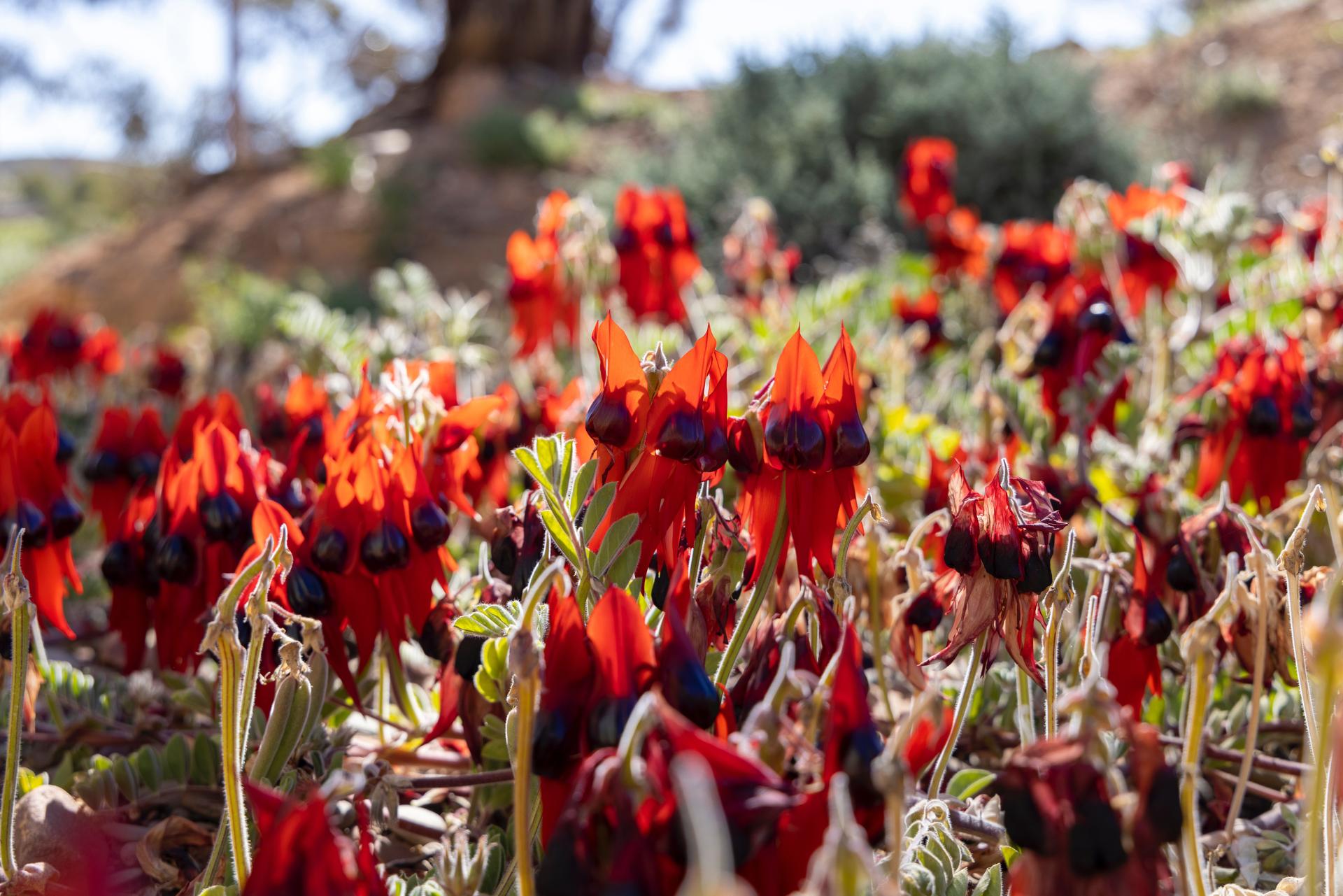 Biodiversity Council Australia