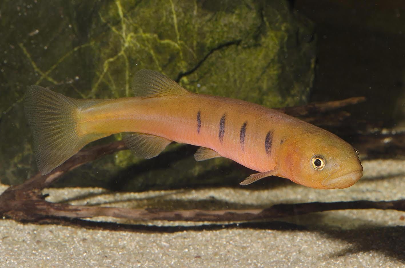 Troubled waters: how to stop Australia’s freshwater fish species from ...