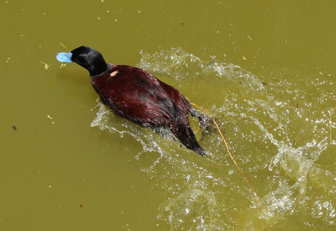 Allowing duck hunting to continue in Victoria is shameful and part of a ...