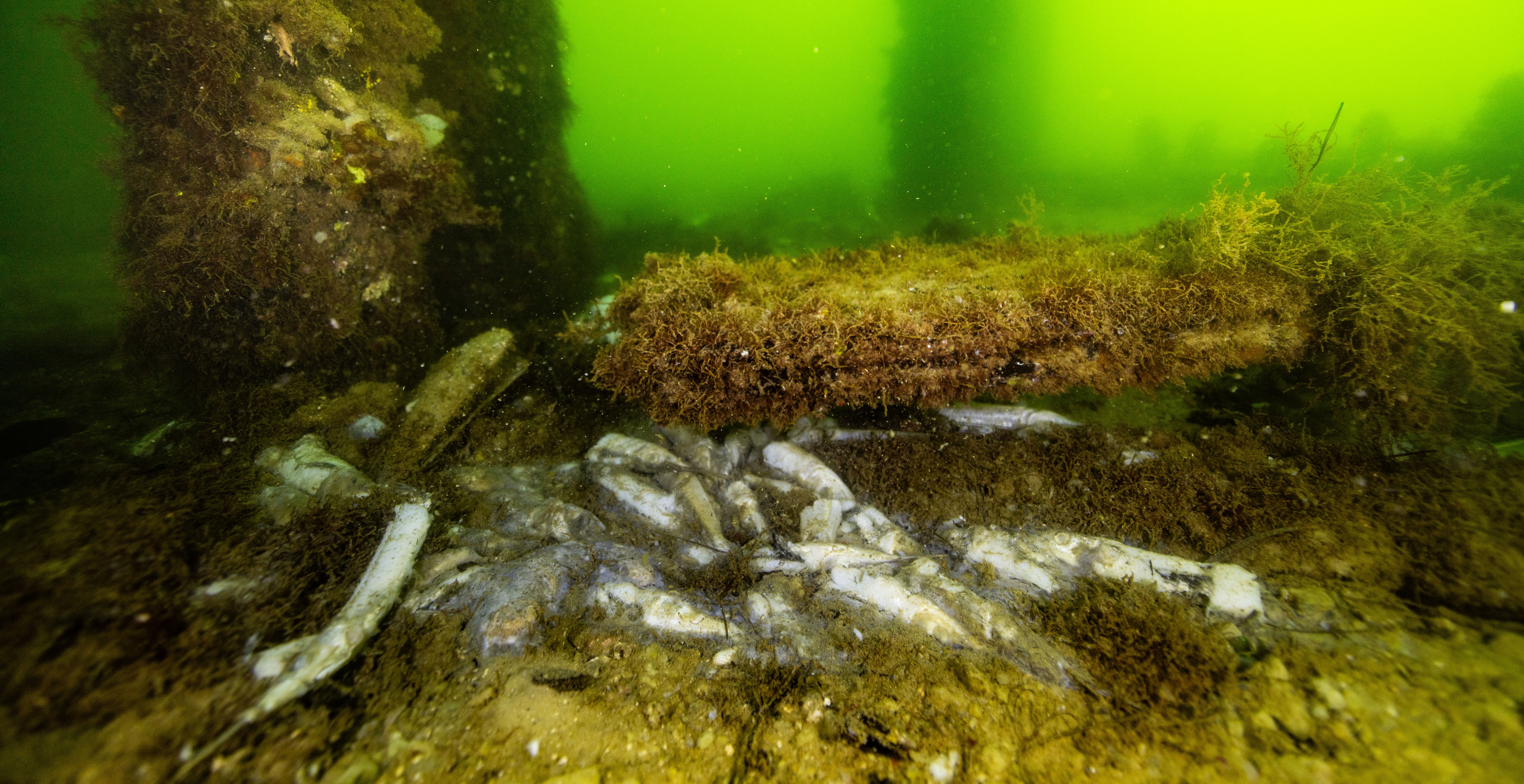 Key actions needed to respond to South Australia's catastrophic toxic ...