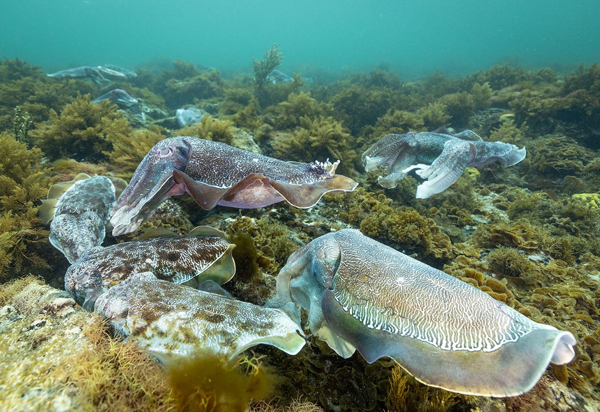 What emergency intervention to save the world’s only mass-breeding ...