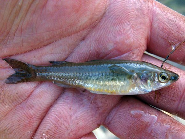 Our national threatened species list does not include many native fish ...