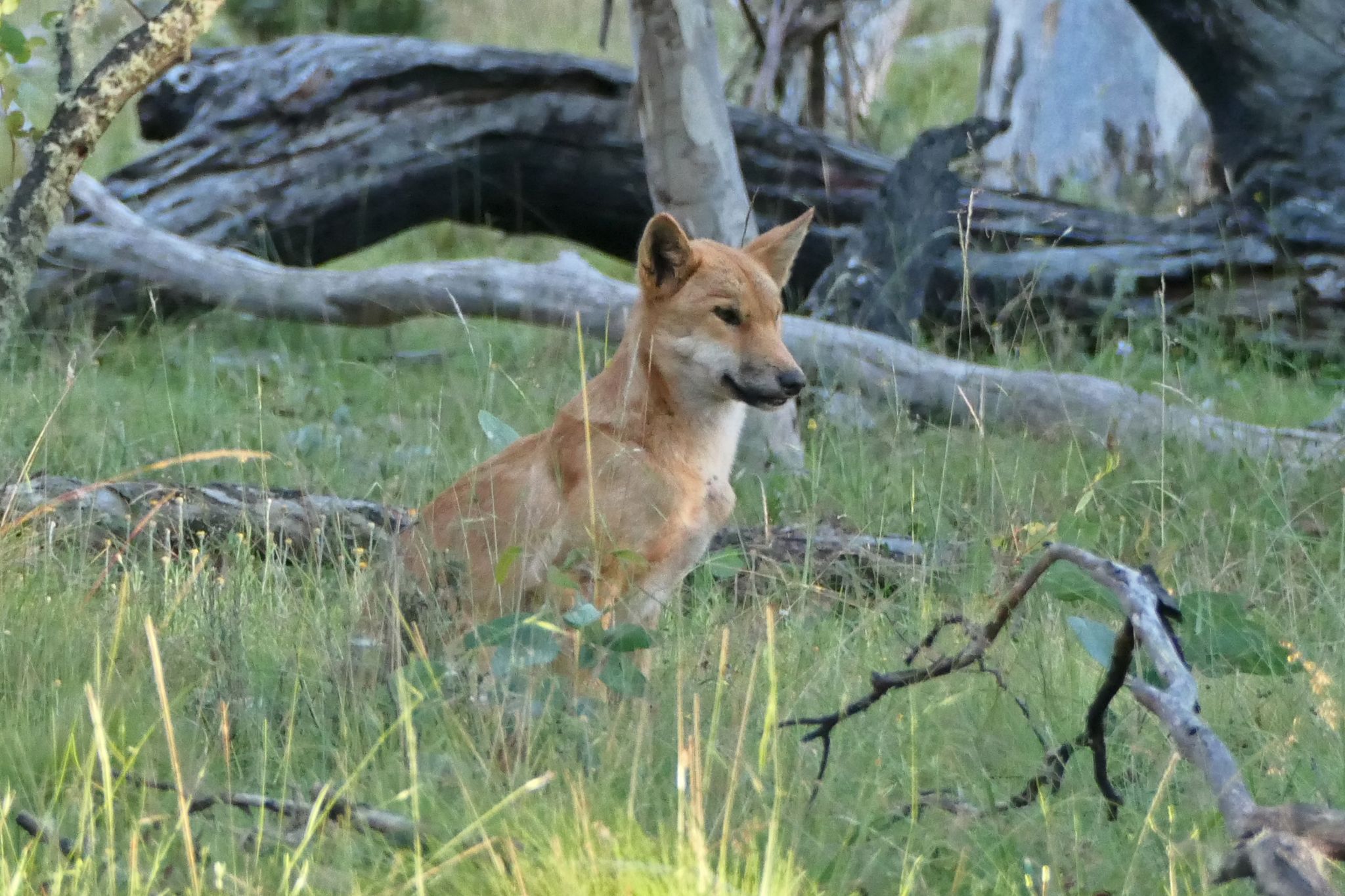 Vic Gov ignore wishes and lore of Traditional Custodians and advice of ...