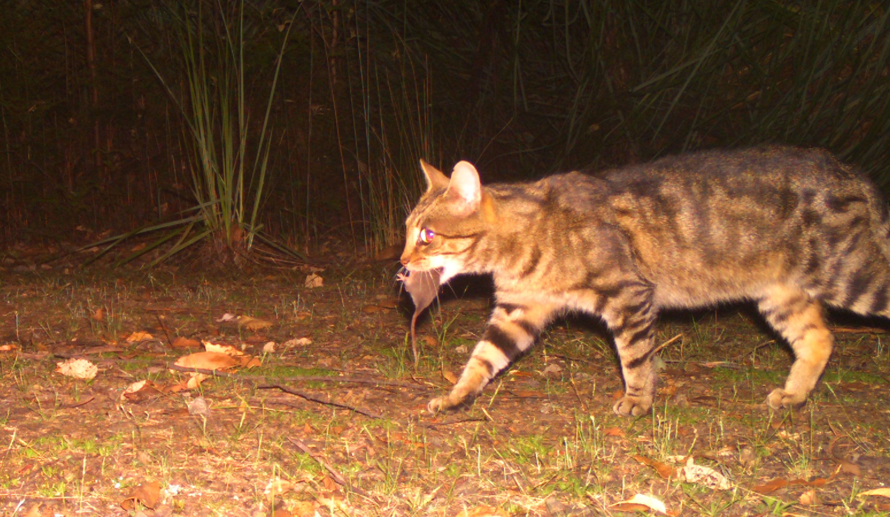 Responding to the draft updated Threat Abatement Plan for predation by ...