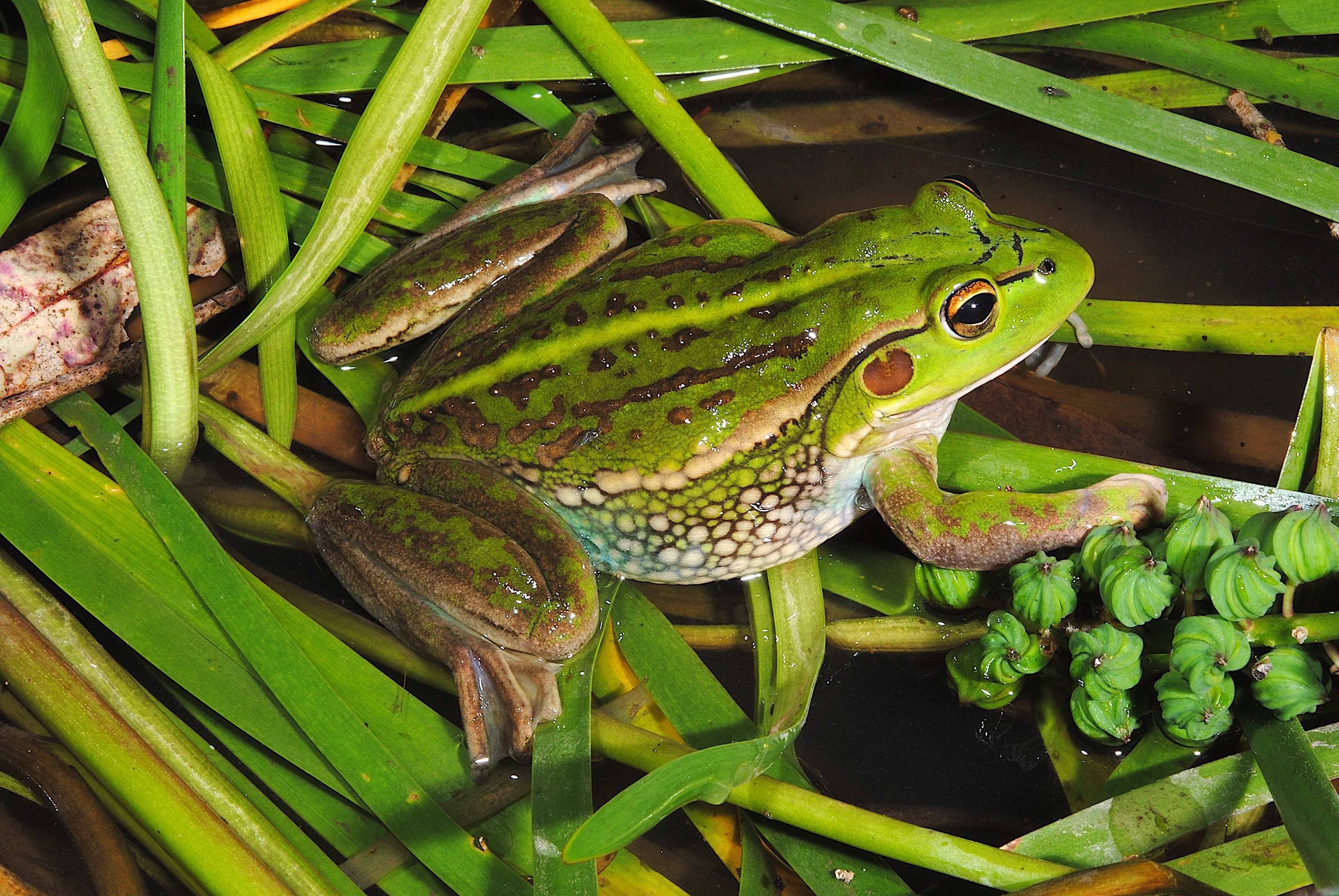 Lights at the end of the tunnel: 29 threatened animals pulled back from ...