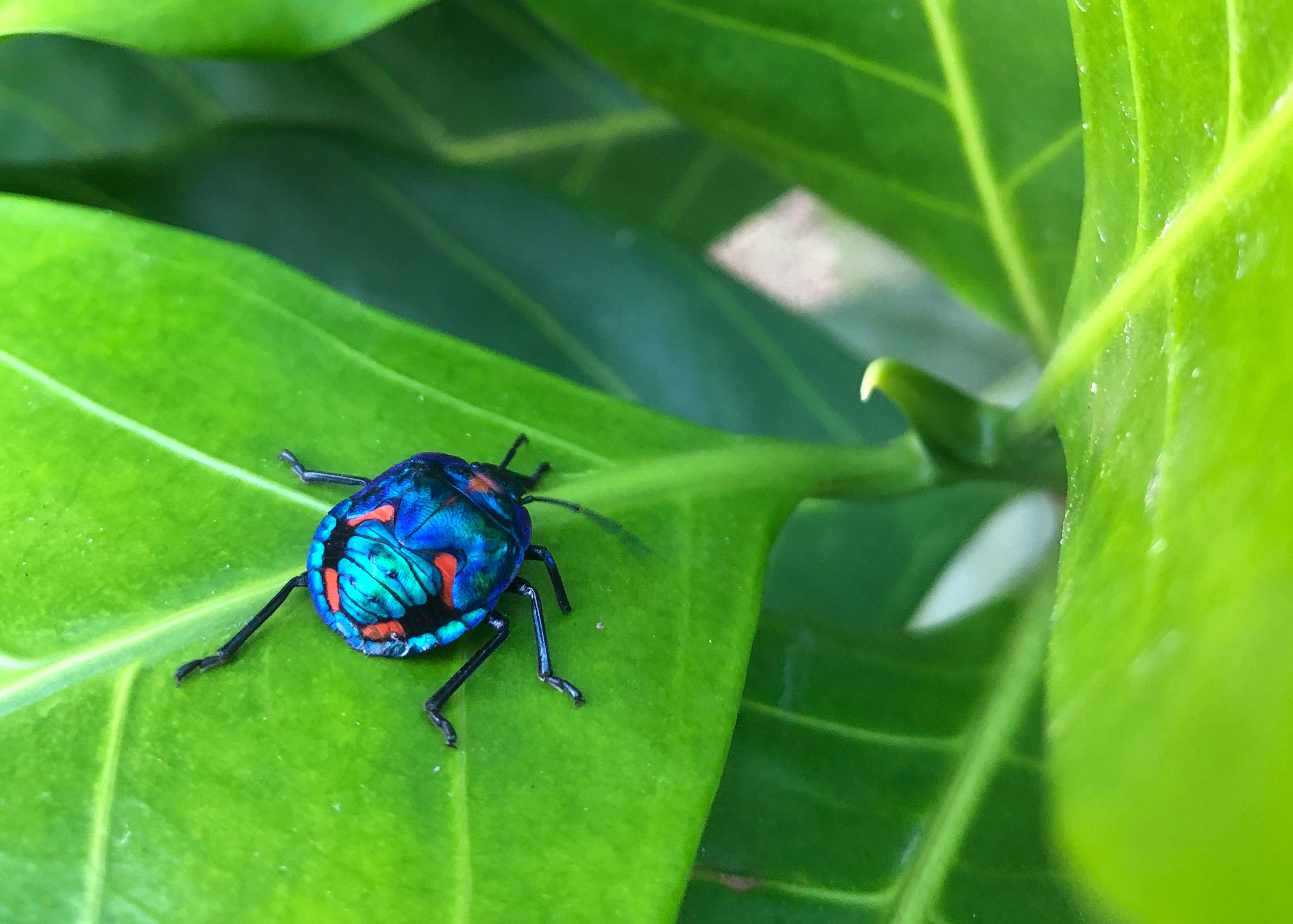 Scientists call on public to help save insects and other invertebrates ...