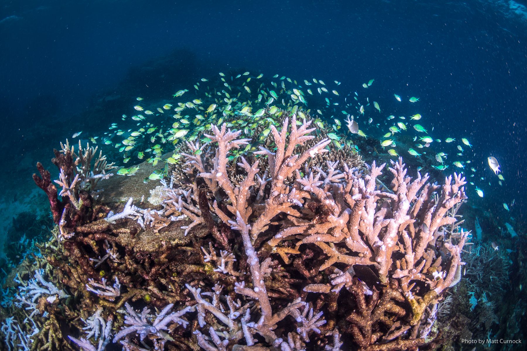 Great Barrier Reef Outlook Report shows that the reef is in serious ...