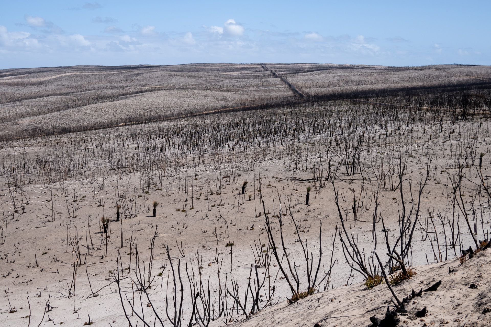 Submission on Updating the Strategy for Nature | Biodiversity Council ...
