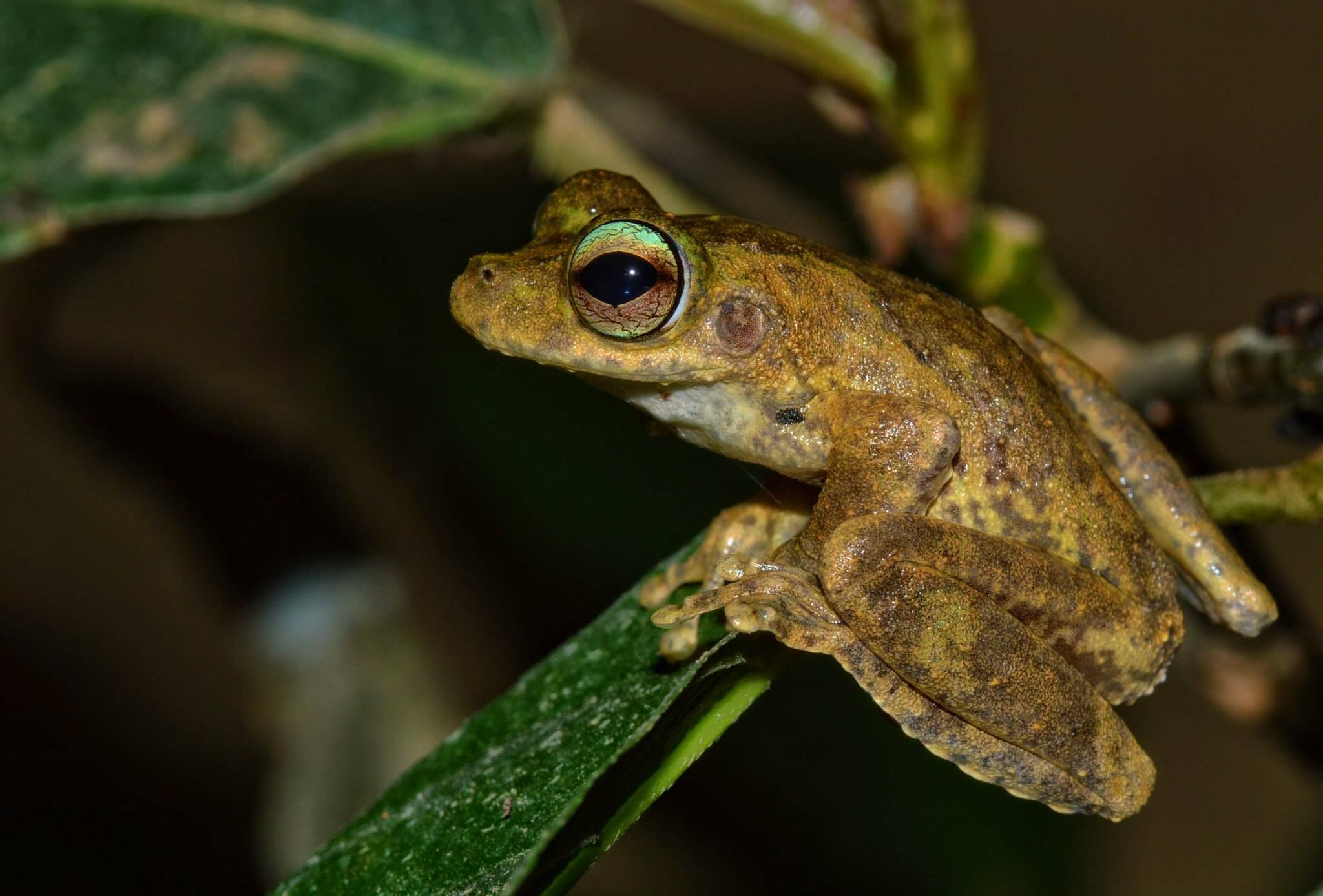 Monitoring reveals catastrophic loss of Australia’s threatened frogs ...