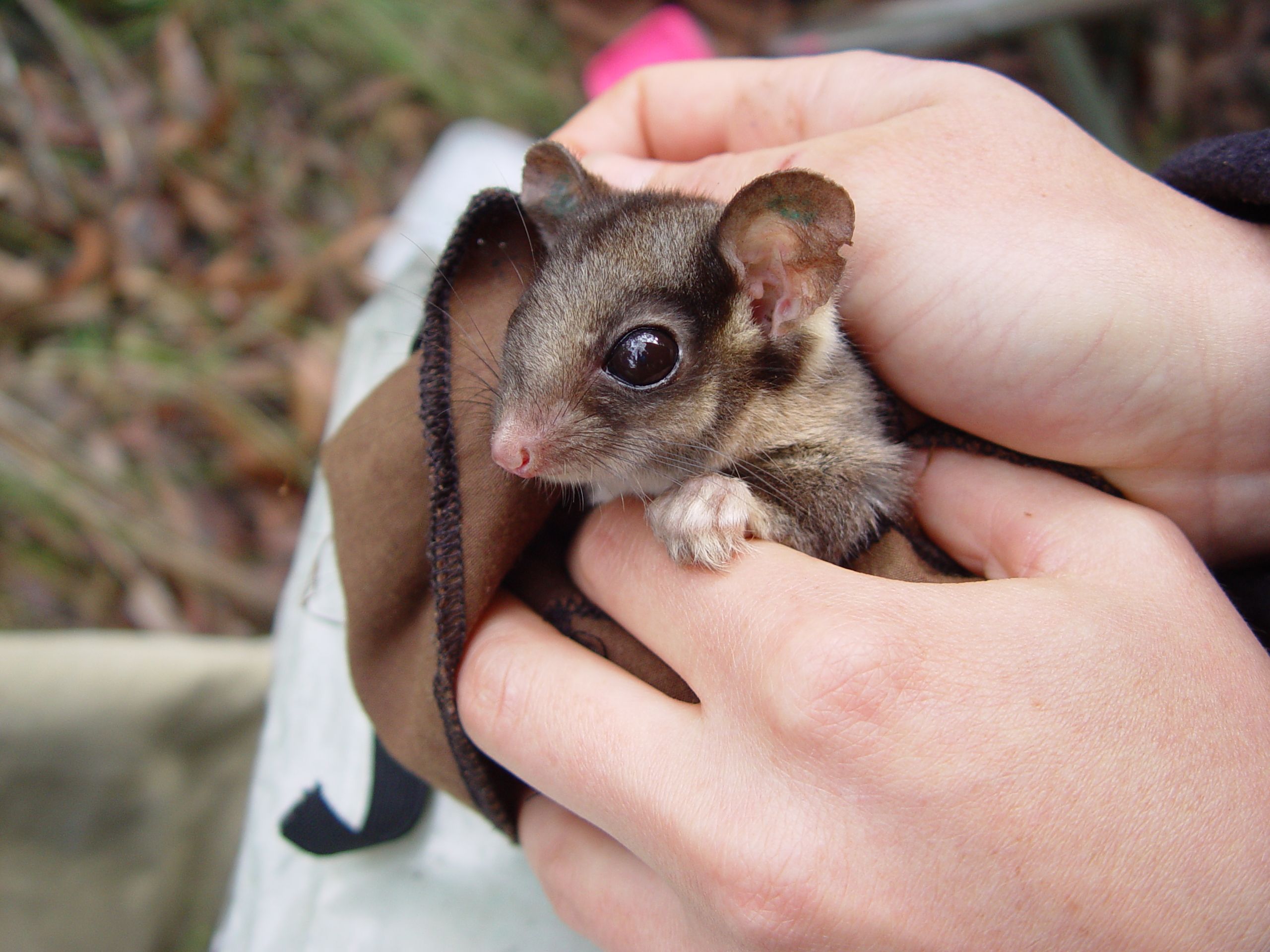 First Leadbeater’s possum detection in NSW shows importance of ...