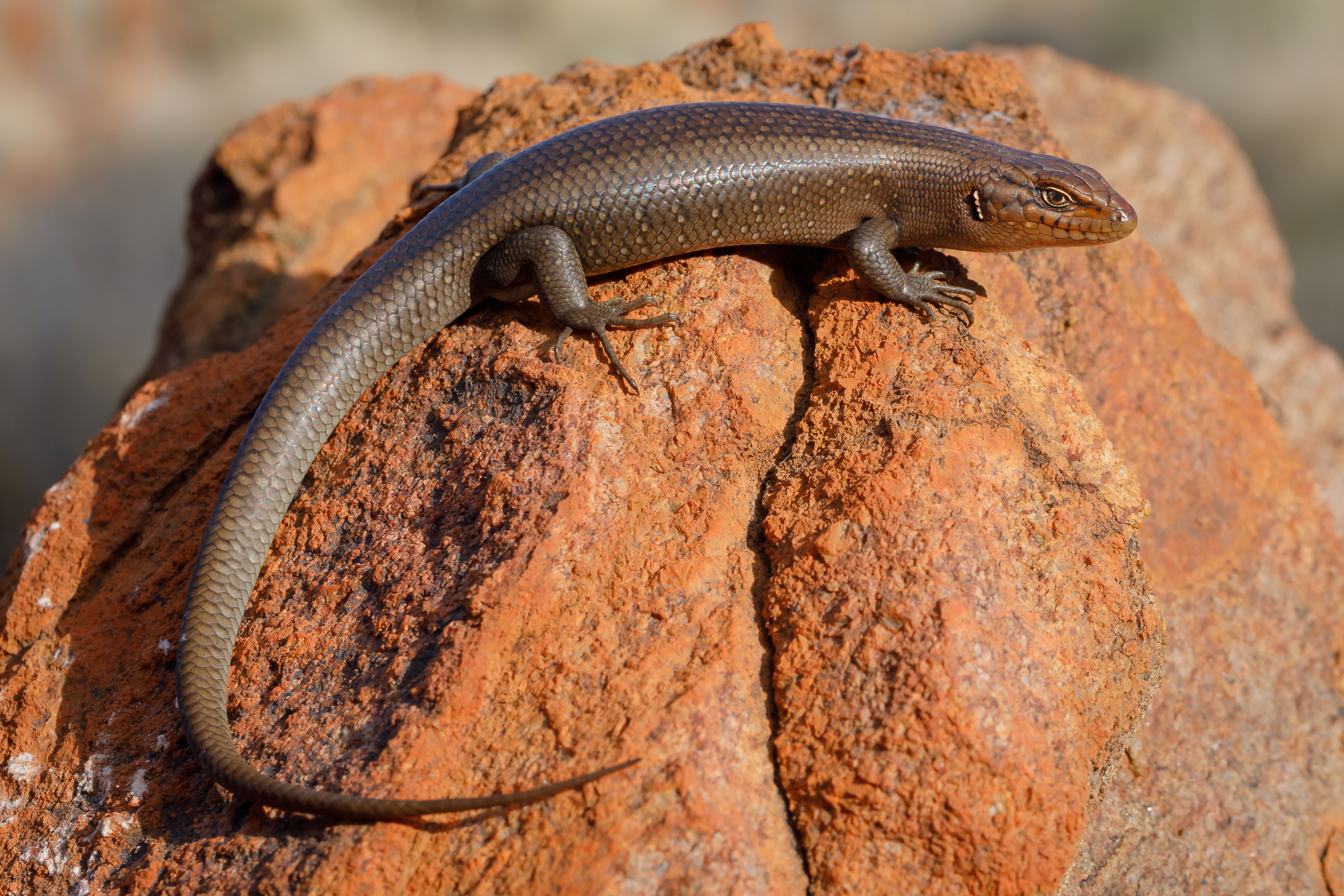 Monash University scientists and Aboriginal rangers discover new lizard ...