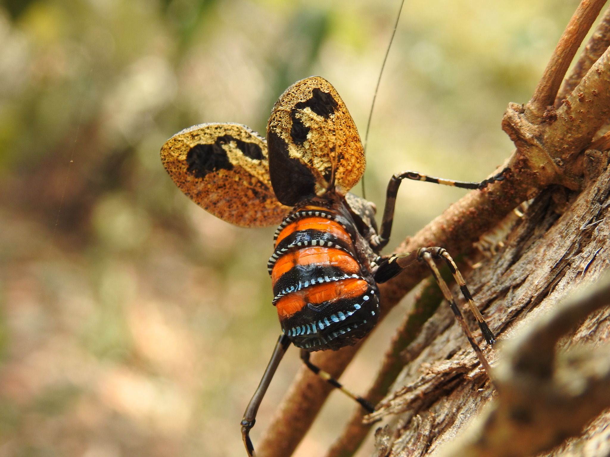 Trapped: Australia’s extraordinary alpine insects are being marooned on ...