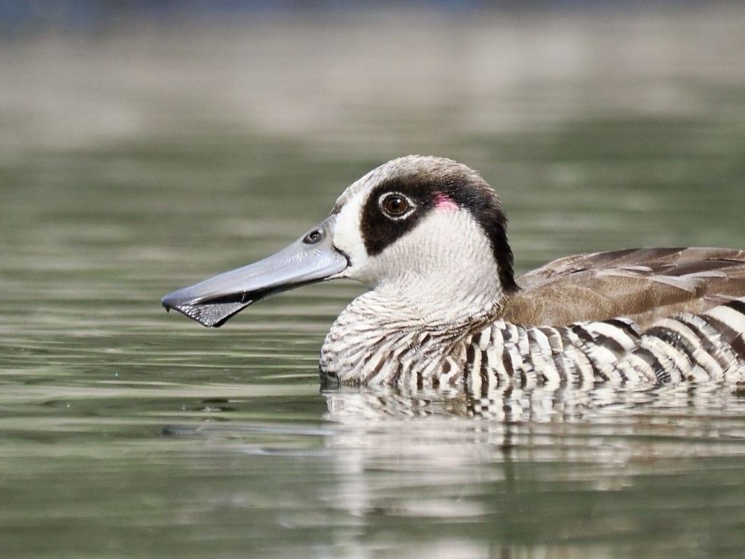 Submission to inquiry into the recreational native bird hunting in ...