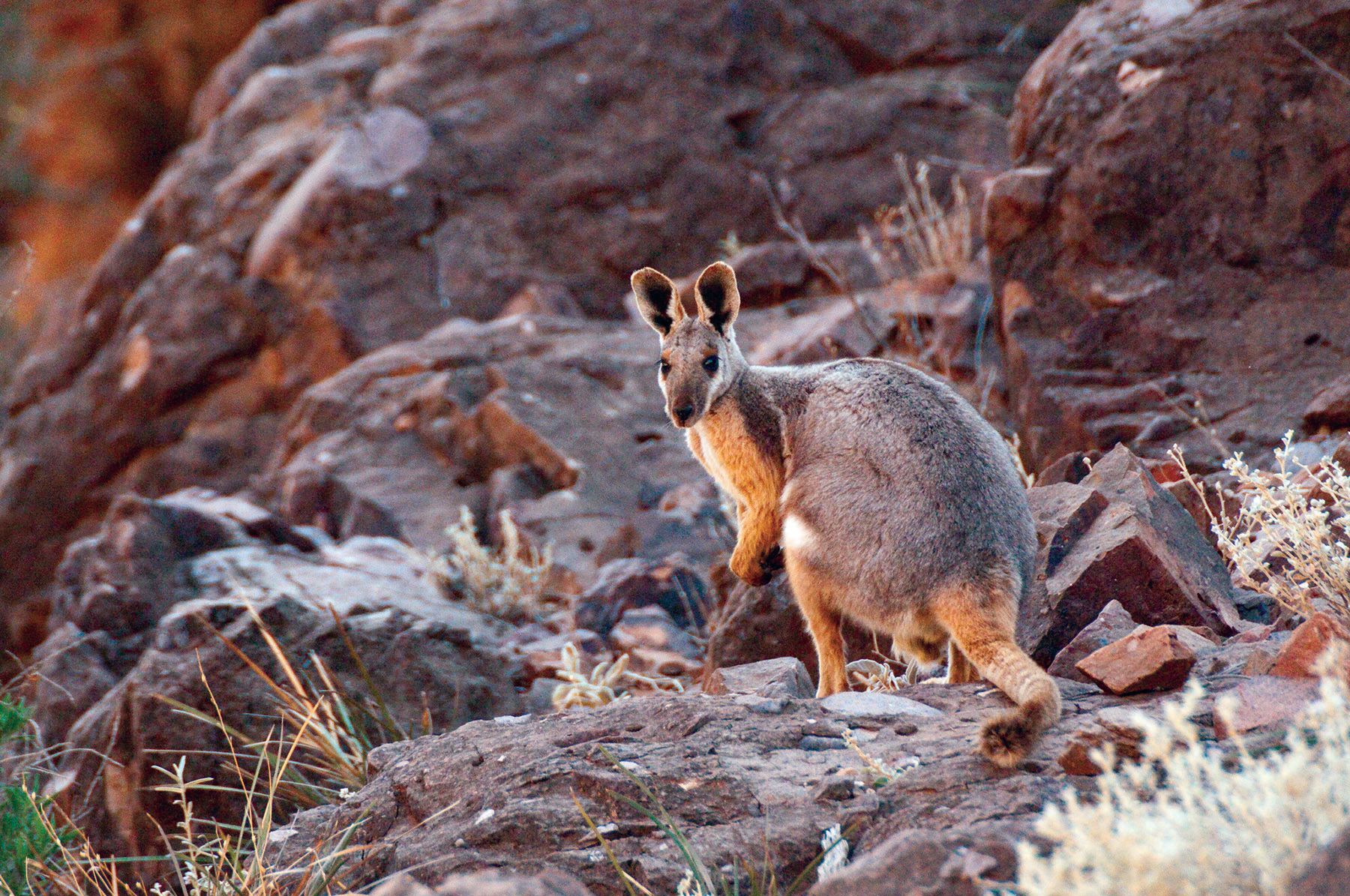Experts commend new South Australian Biodiversity Act and flag ...