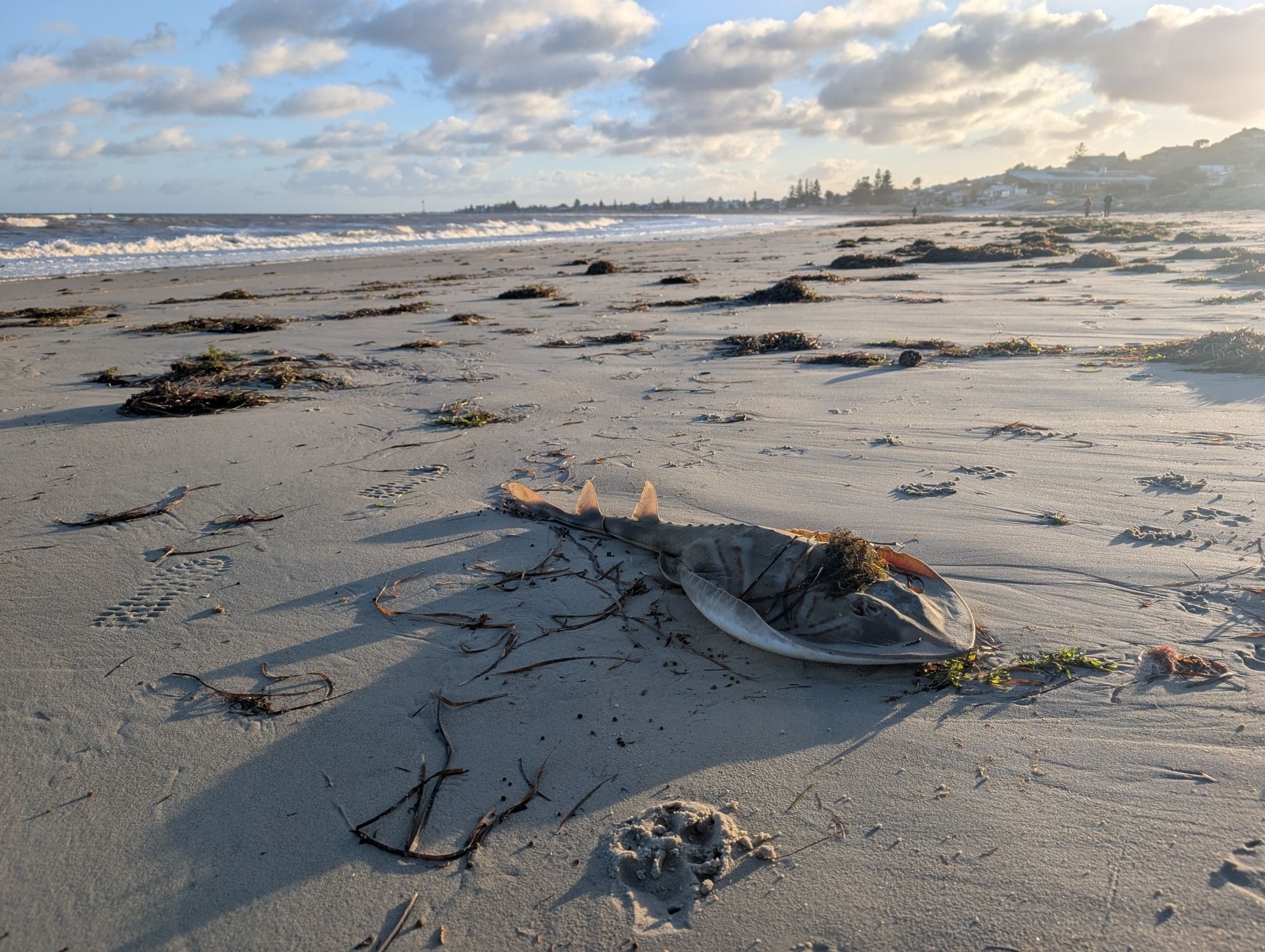 Experts outline human drivers of harmful SA algal bloom, and how we can ...