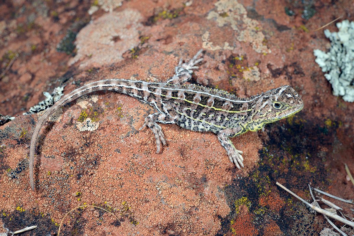 Back from extinction, now on the brink. The fight to save Victoria’s ...