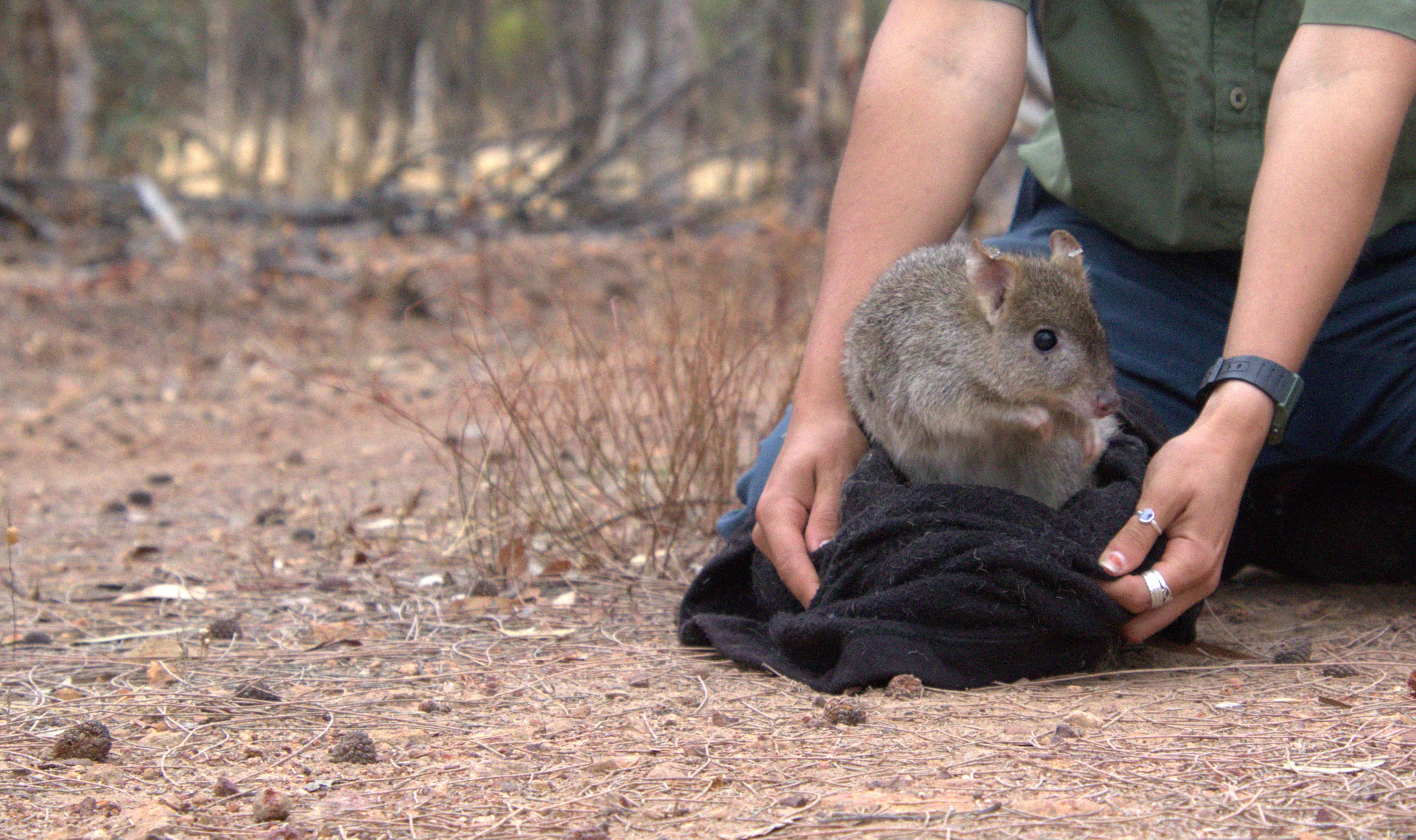 Smaller, less predator-savvy animals: the unintended consequences of ...