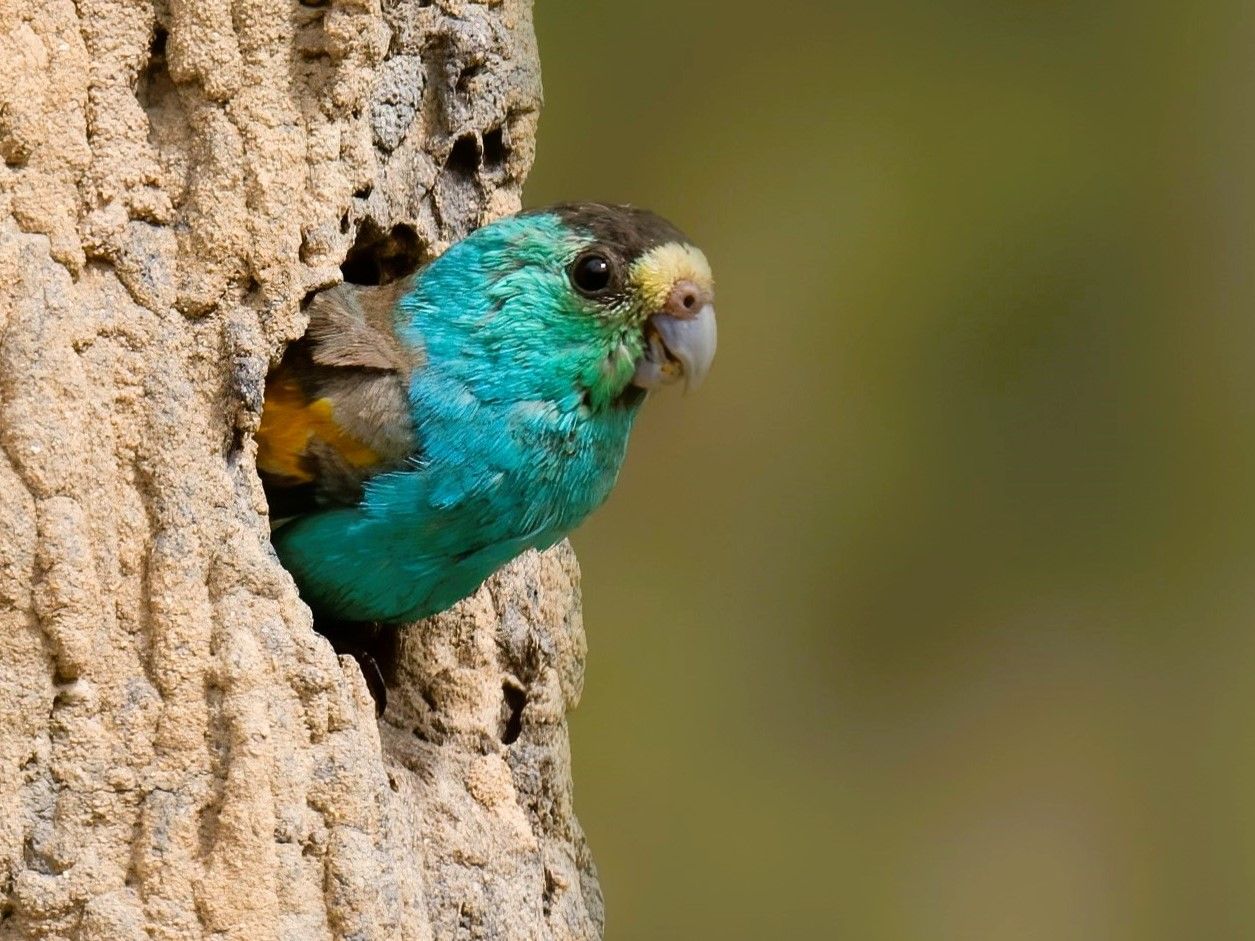 Nature Repair Market Bill: Summary for decision makers | Biodiversity ...