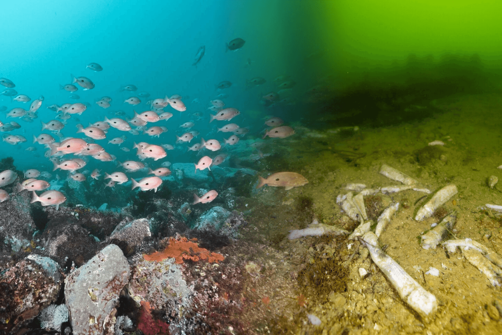 The drivers of algal blooms in Australia: What causes algae to go from ...